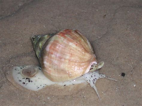 Sea Snail The Marine Gastropods Ocean Info