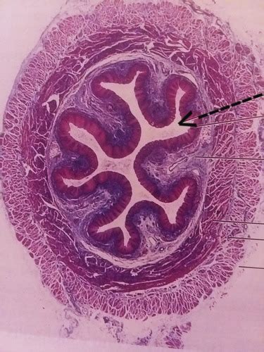 Lab Exam 12 Histology Of Alimentary Canal Flashcards Quizlet