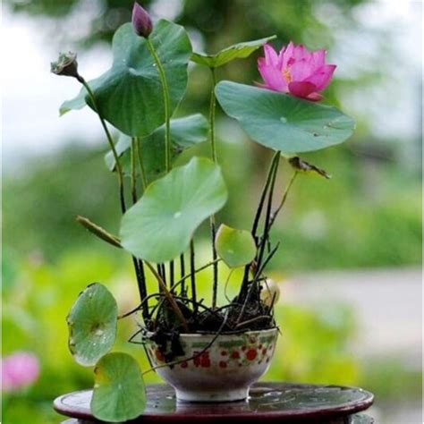 Mua 10 Hạt Giống Hoa Sen Mini Nhật Nhiều Màu Chịu Nhiệt F1 Giá Rẻ Nhất