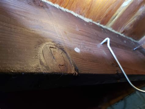 Termite Extermination