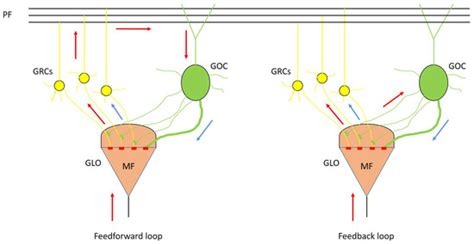 Towards The Simulation Of A Realistic Large Scale Spiking Network On A Desktop Multi Gpu System