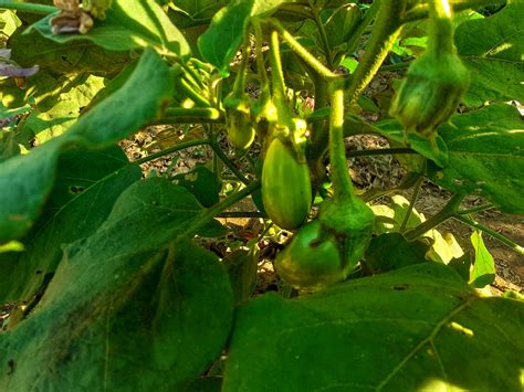 ကျိုက်ဒုံမြို့တွင် တစ်ပိုင်တစ်နိုင် မုန်လာဥပင်များစိုက်ပျိုးခြင်းကြောင့် မိသားစုအပိုဝင်ငွေများရရ