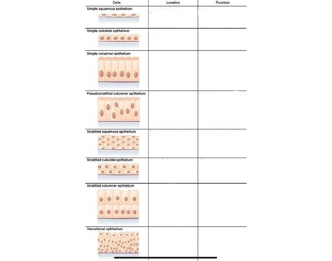 Epithelial Tissue Function And Location Quiz