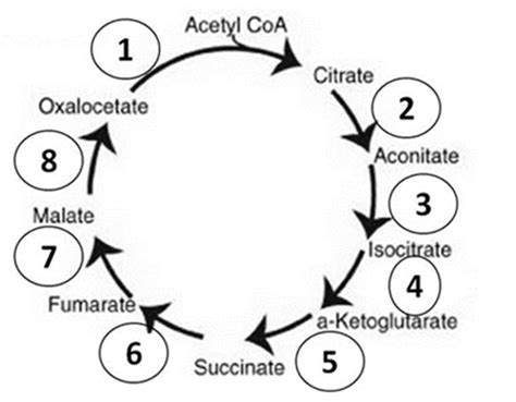 Solved How Is The Coenzyme Form Of Vitamin B12 Involved In