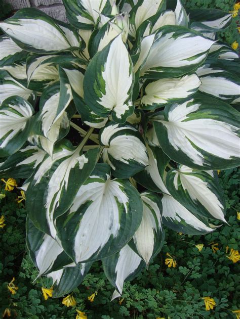 Hostas Plant Care And Collection Of Varieties