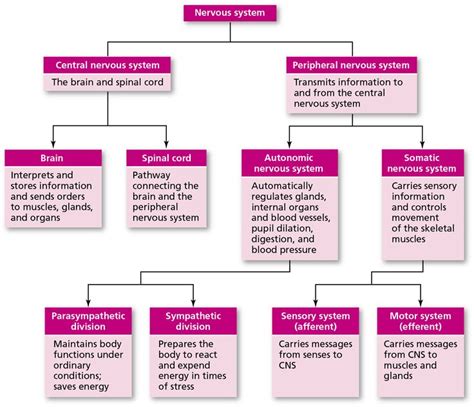 Nervous System Flow Chart In 2024 Human Nervous System Nervous