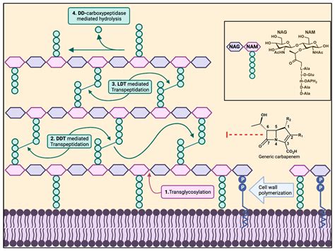Drug Discovery In The Field Of β Lactams An Academic Perspective