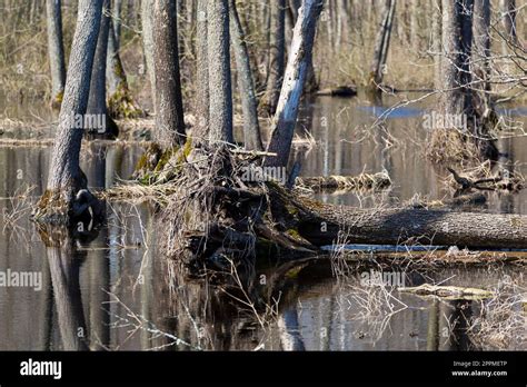 Spring Forest And Floods Reflection In The Water Of Dry Trees And Last Year S Grass Photo In