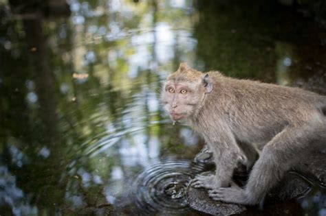 Focus Modes Explained Understanding Camera Autofocus Modes