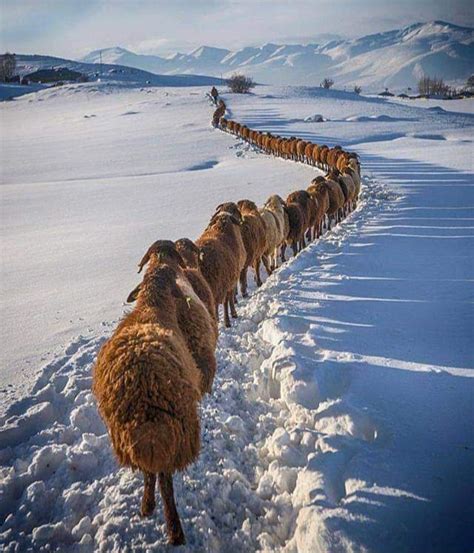 2020 12 0 Бусдад Туслахуй Анагаах Ухааны МАНБА ДАЦАН ХИЙД