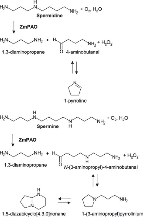 Figure 1 From Maize Polyamine Oxidase In The Presence Of Spermine