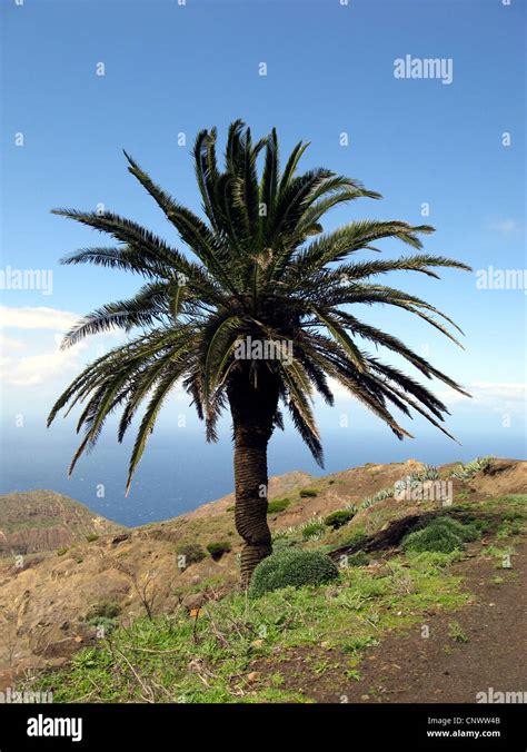 Canary Island Date Palm Phoenix Canariensis Wild Plant With Atlantic