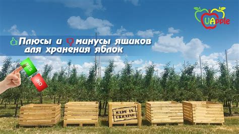 Обзор ящиков для хранения яблок. Украинский производитель - YouTube