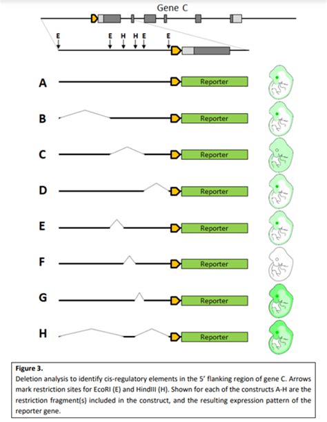 Solved Describe And Analyse The Result For Each Reporter