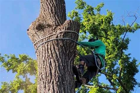 Tree Trimming AVA Tree Services Arlington