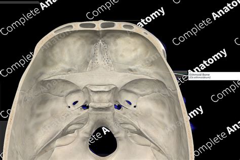 Ethmoid Bone Complete Anatomy