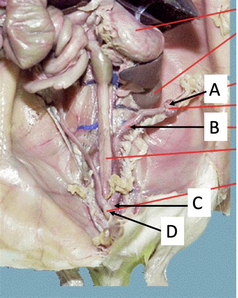Rat Dissection 3 Diagram Quizlet