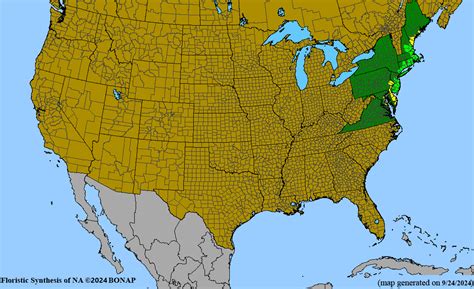 Shrubs Prunus Maritima Beach Plum