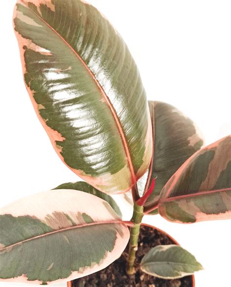 Acheter Ficus Elastica Tineke En Ligne Indoorpoppies