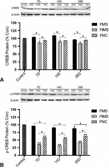 Cyclic Amp Response Element Binding Protein Creb Expression Relative