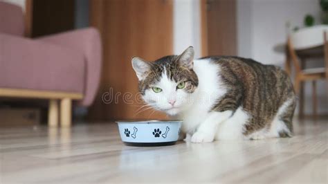 Real View Of Tabby Cat Eating Pet Food From Feeding Bowl At Home Background The Cat Licks His