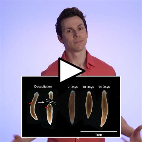 Mat Oflynn Flatworm Memory