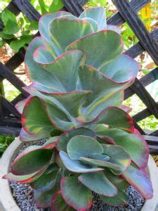 8 Amazing Succulents That Look Like Coral Reefs Succulent Garden Web