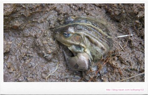 개구리 겨울잠 동면 자는 모습 네이버 블로그