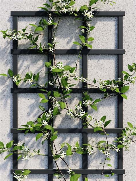 How To Grow Star Jasmine On A Trellis For A Show Stopping Garden