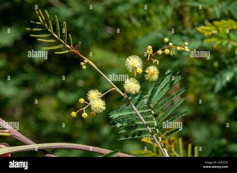 Dubbo Australia Yellow Round Flowers Of A Native Wattle Tree Stock