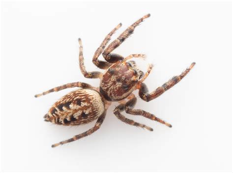 Chevroned Jumper Opisthoncus Serratofasciatus Adult Female Bug Frenzy