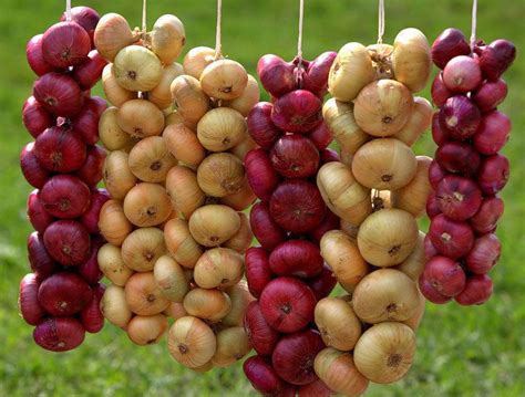 Як правильно зібрати та зберігати ріпчасту цибулю