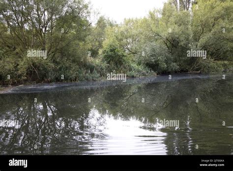 Sewage Outflow From Storm Drain Colouring The River Avon Warkwickshire