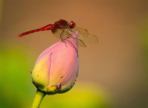 蜻蜻蜓闪光蜻蜻蜓进化图大山谷图库