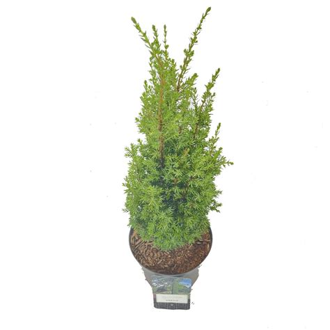 Juniperus Communis Arnold — Plant Wholesale Floraccess