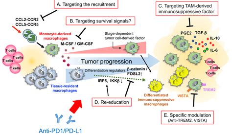 Treatments Targeting Tumor‐associated Macrophages Tams To Improve The