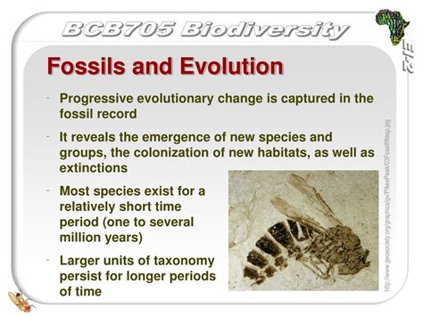 Ppt Unveiling Earths History Fossils And Evolution Powerpoint