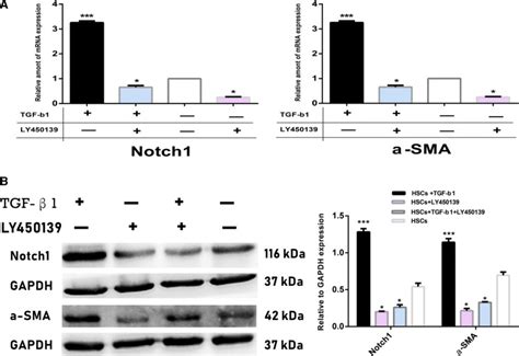 TGF β signaling activates hepatic stellate cells through Notch pathway PMC