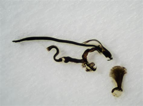 Cerodontha Dizygomyza Agromyzidae