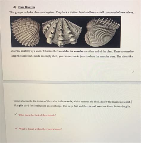 Solved D Class Bivalvia This Groups Includes Clams And