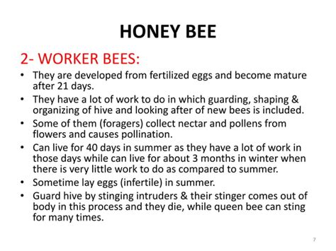 Introduction To Honey Bees And Their Classification Pptx