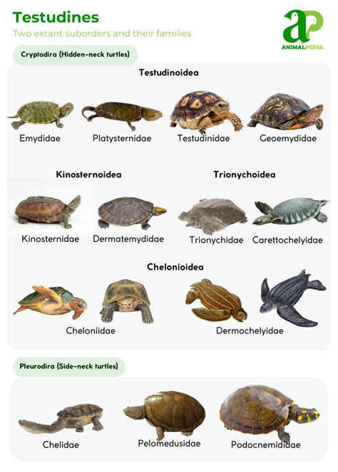 Testudines Definition Characteristics Types Behaviour And Facts