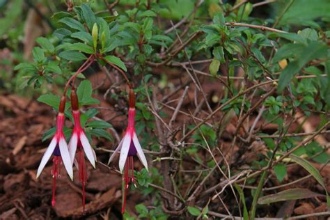 Fuchsia Magellanica Var Arauco