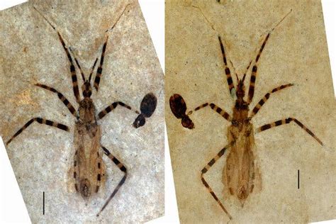 A Surprise In A 50 Million Year Old Assassin Bug Fossil Its Genitals