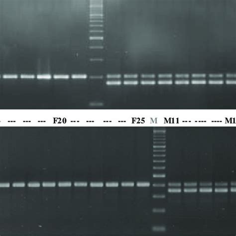 profiles of male and female date palm genotypes showing amplicons