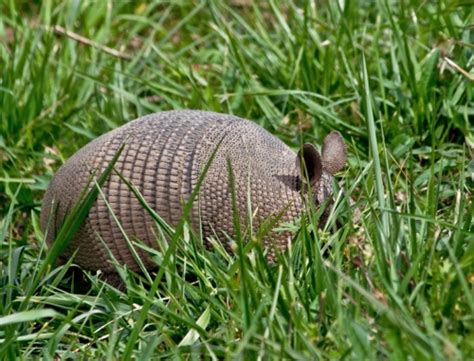 Armadillo In Georgia Mike Powell