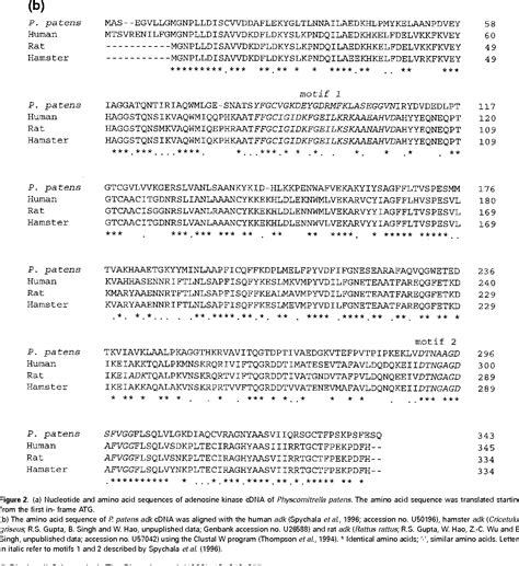 Figure 2 From Cloning And Characterization Of An Adenosine Kinase From