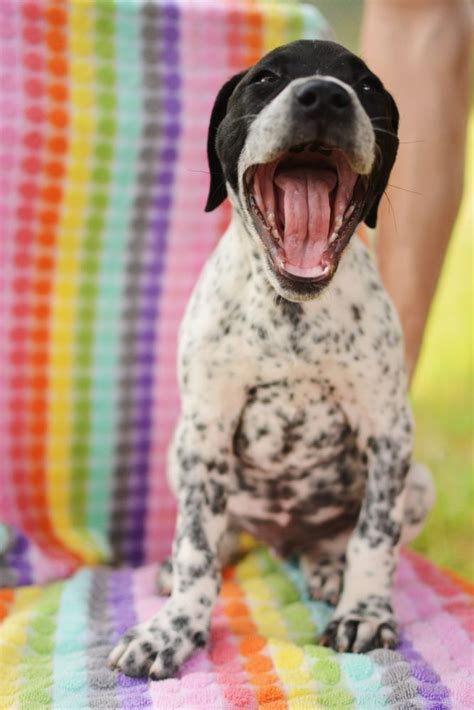 I Sing Because I M Happy I Sing Because I M Freeeeee I Know He Watches Me Rescued Pointer X