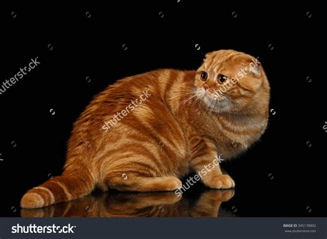 Roux Classique Tabby Cat