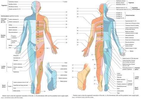 Dermatome And Peripheral Nerve Distribution Dermatomes Chart And Map